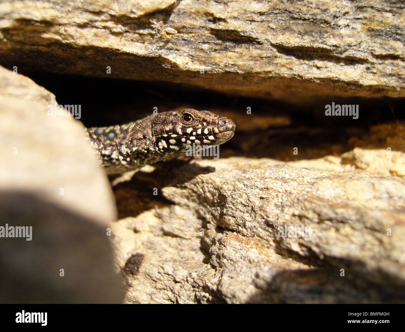 Prehistoric lizard hi-res stock photography and images - Alamy