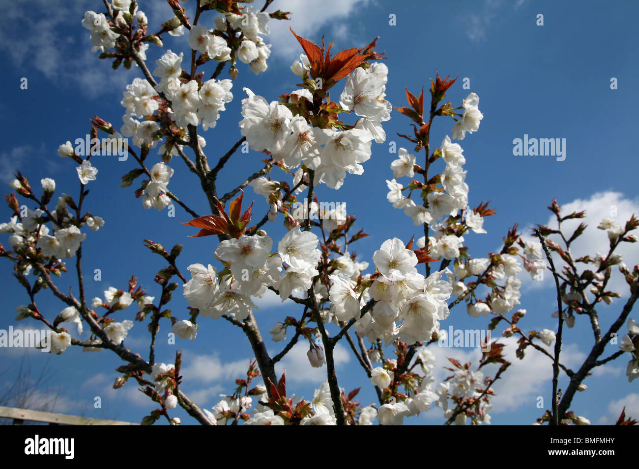 Spring Blossom, Great White Cherry (Prunus Tai Haku), in the Dorset ...
