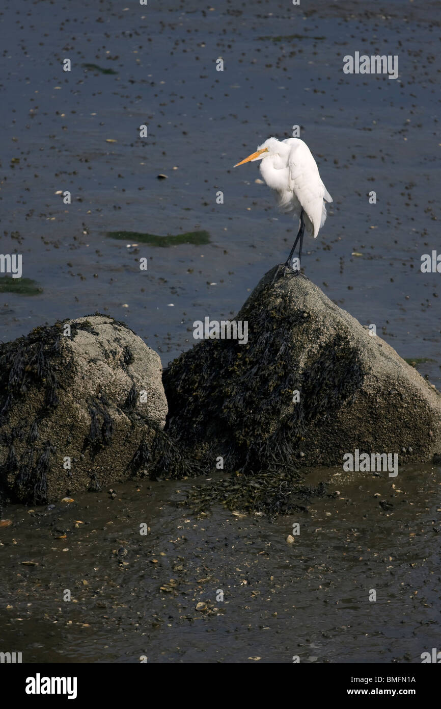 Big barnacles hi-res stock photography and images - Alamy