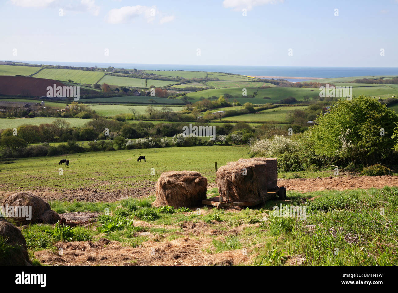 Friar waddon hi-res stock photography and images - Alamy