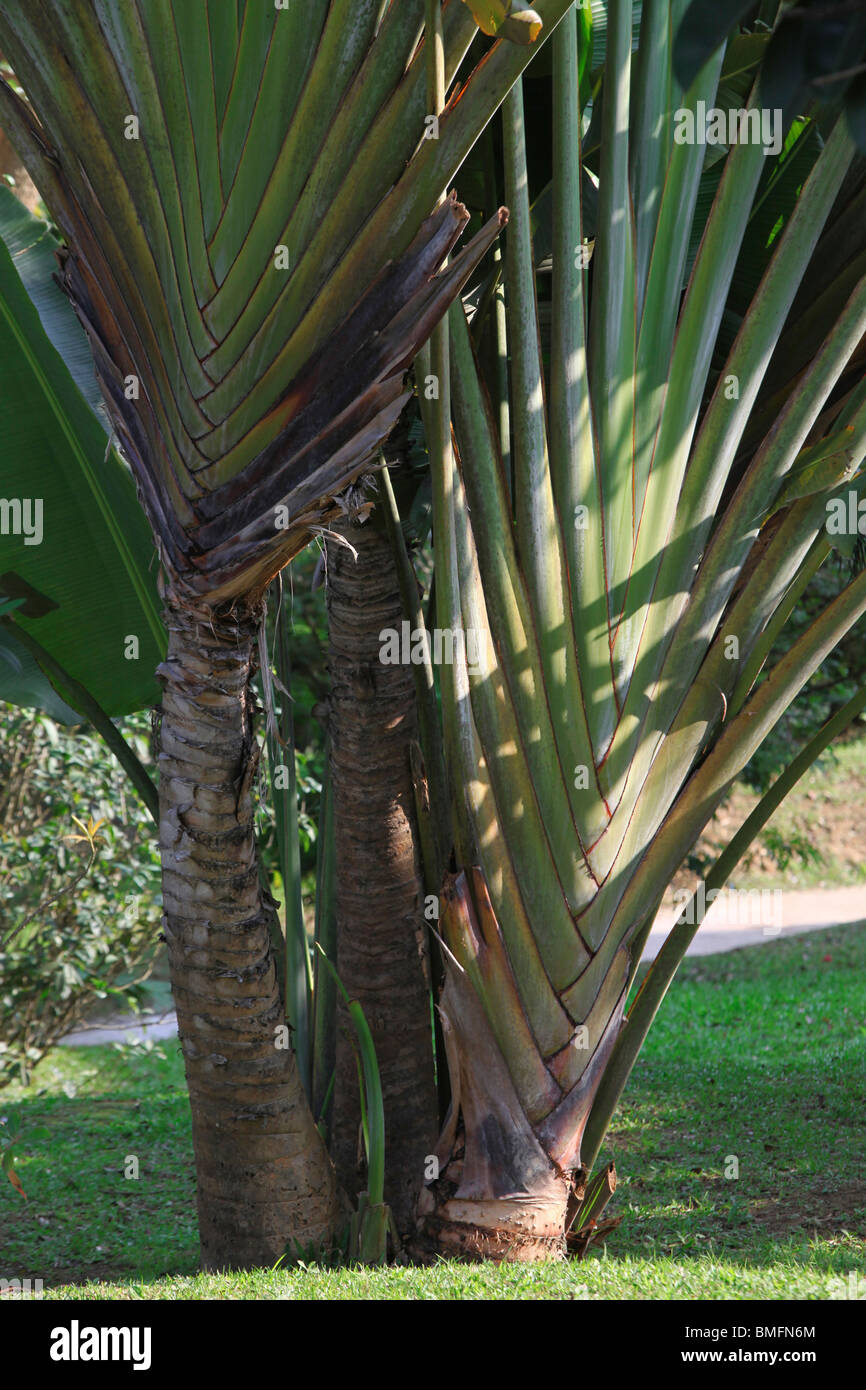 Palm tree in Baicha Village, Wuzhishan, Hainan Province, China Stock ...