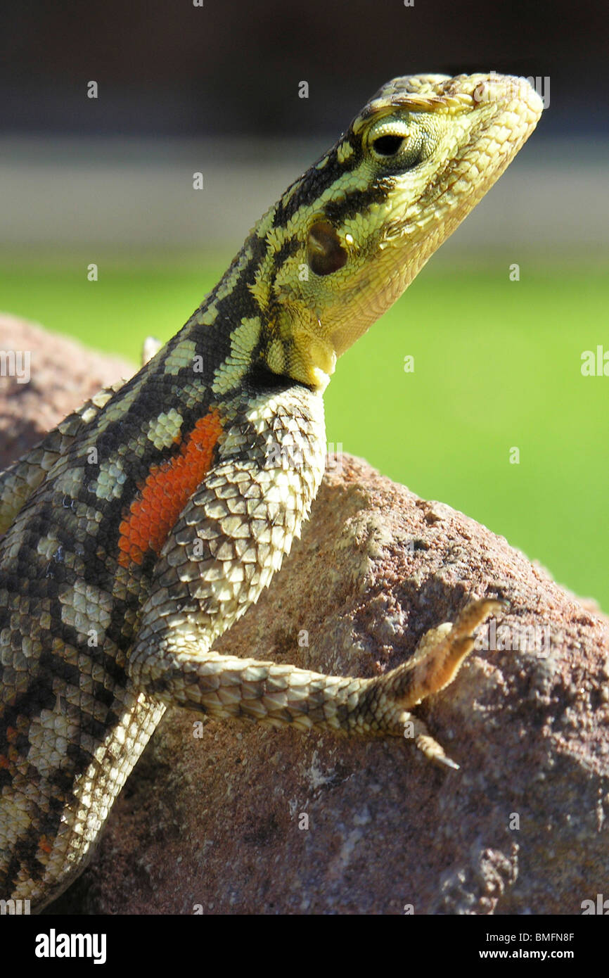 Green lizard, Namibia Stock Photo - Alamy