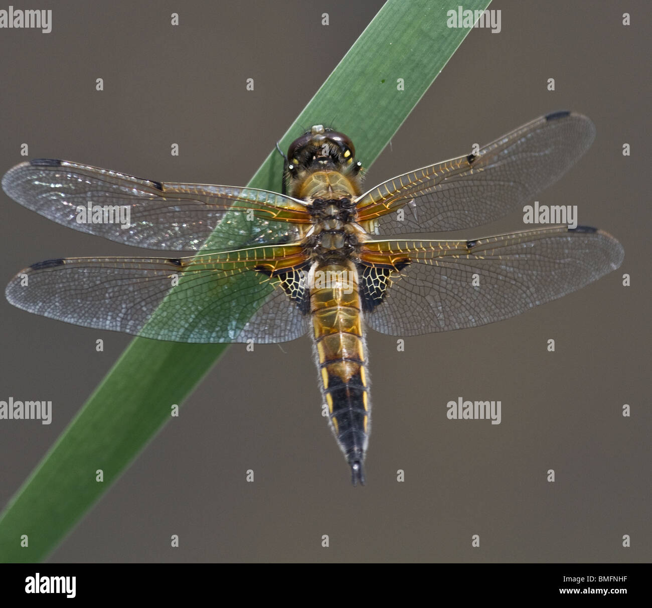 female broad bodied chaser gold Stock Photo - Alamy