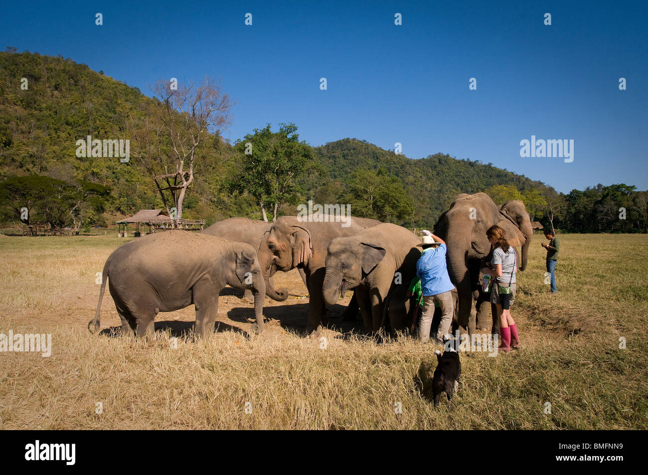 THAILAND, NORTH OF CHIANG MAI: Lek's elephant farm for rescued ...