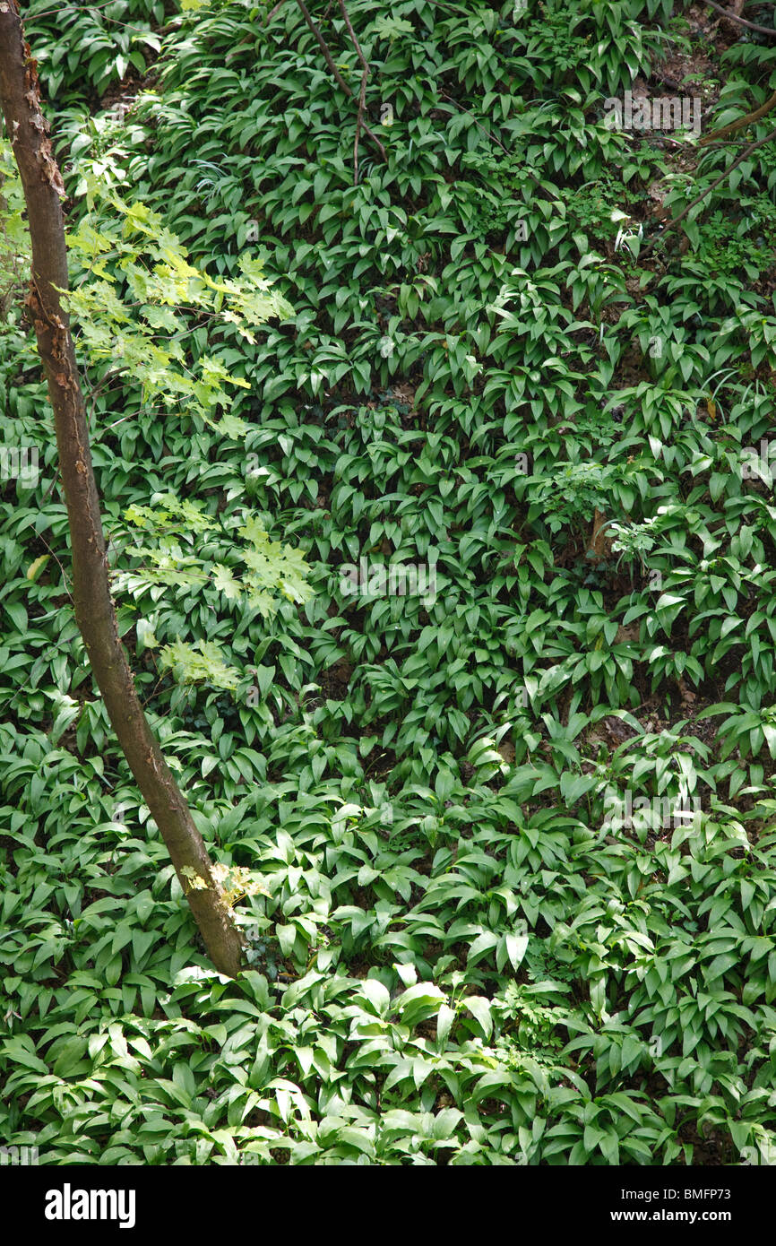 ramson in forest Stock Photo - Alamy