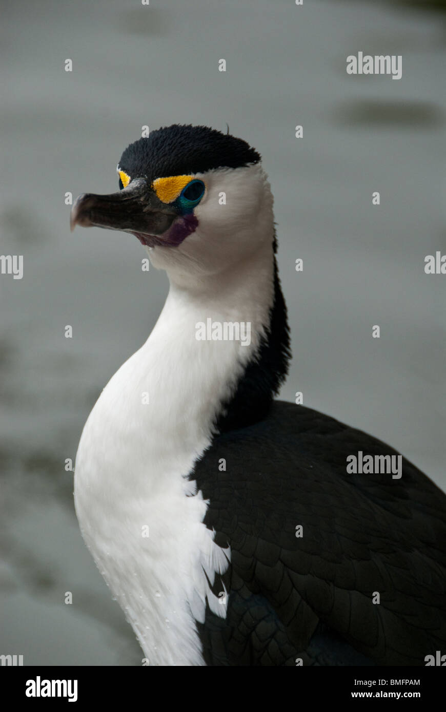 Australia Pied Cormorant (Phalacrocorax varius Stock Photo - Alamy