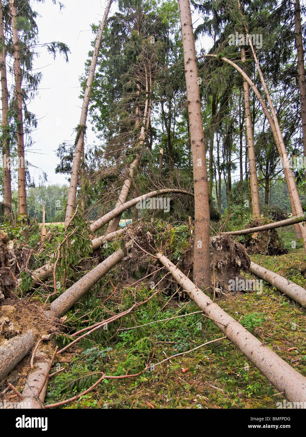 Storm damage. Fallen trees in the forest after a storm Stock Photo - Alamy