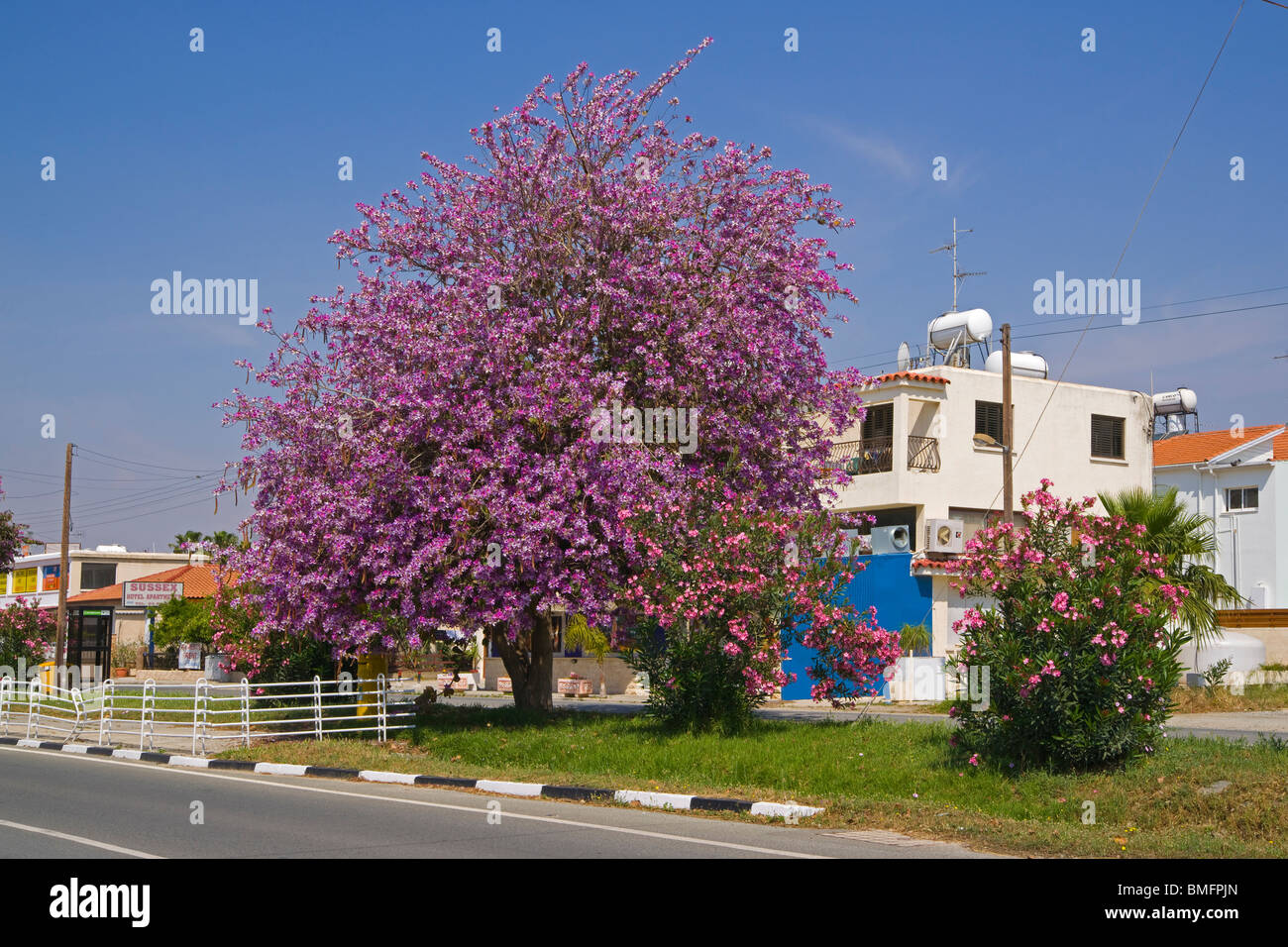flowering roadside pink blossom bougainvillea, May, Larnaka, Cyprus ...