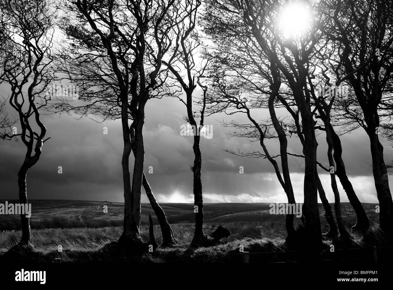 Trees at Aldermans Barrow, Exmoor National Park Stock Photo - Alamy
