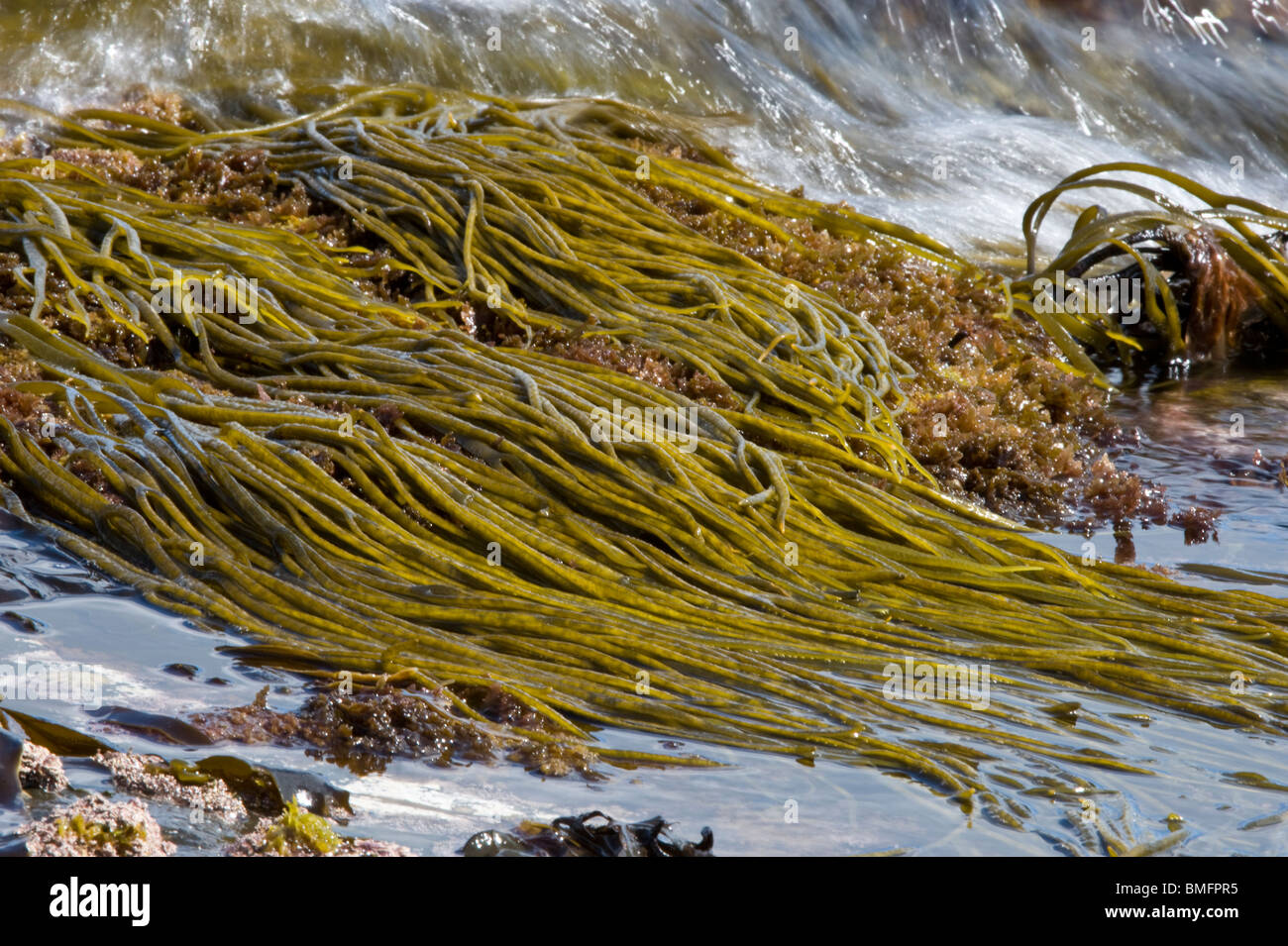 Bootlace seaweed (Chorda filum) Craster coast at low tide ...