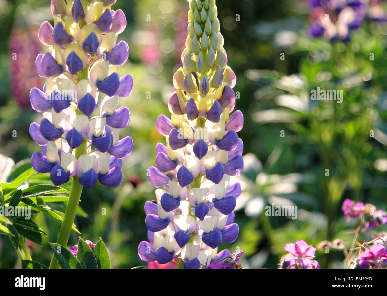 Lupin flower hi-res stock photography and images - Alamy