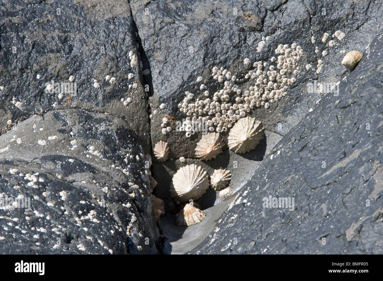 Limpets barnacles hi-res stock photography and images - Alamy