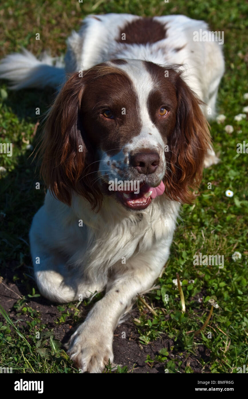 Beautiful Cocker Spaniel ready to play Stock Photo - Alamy