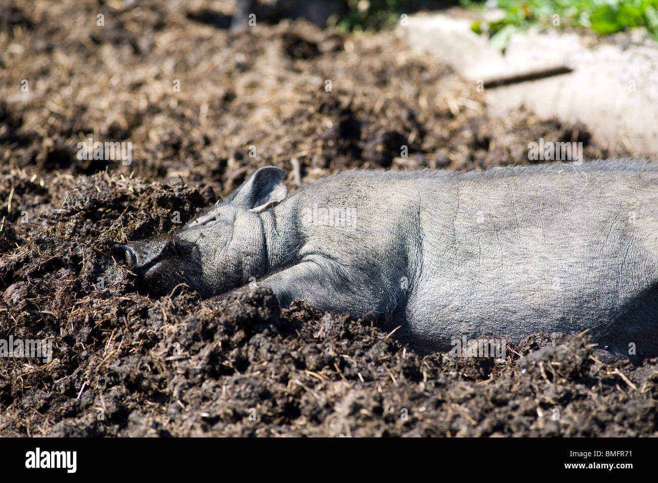 Pig in mud Stock Photo - Alamy