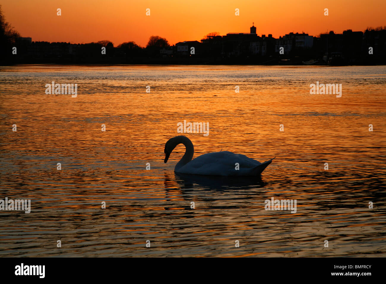 Thames wildlife hi-res stock photography and images - Alamy
