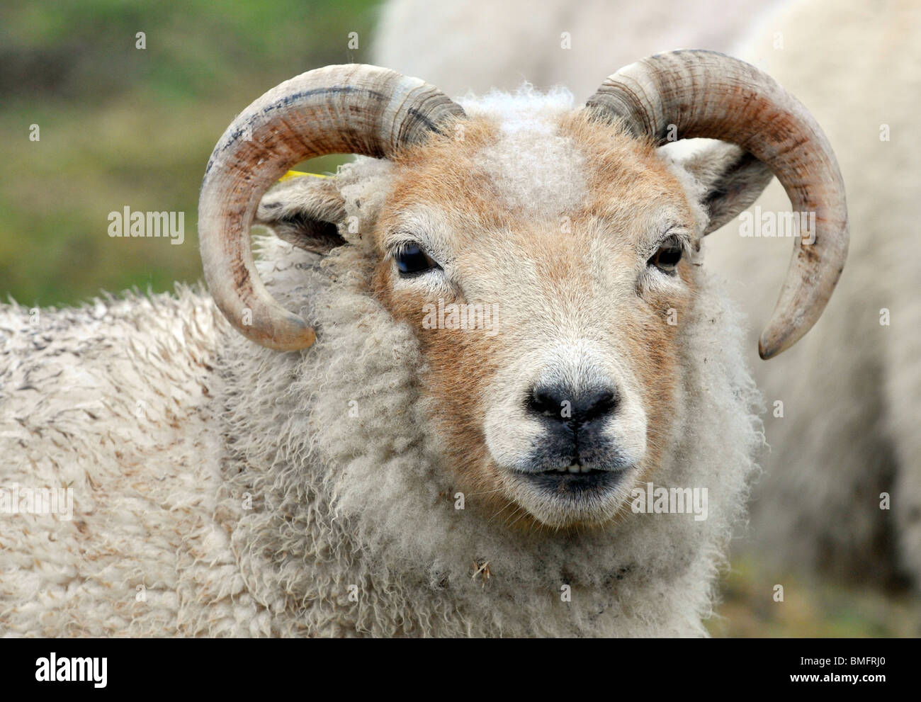 Portland sheep hi-res stock photography and images - Alamy