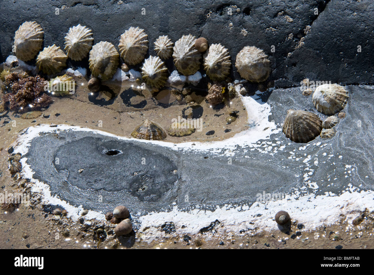 Limpets rocks hi-res stock photography and images - Alamy