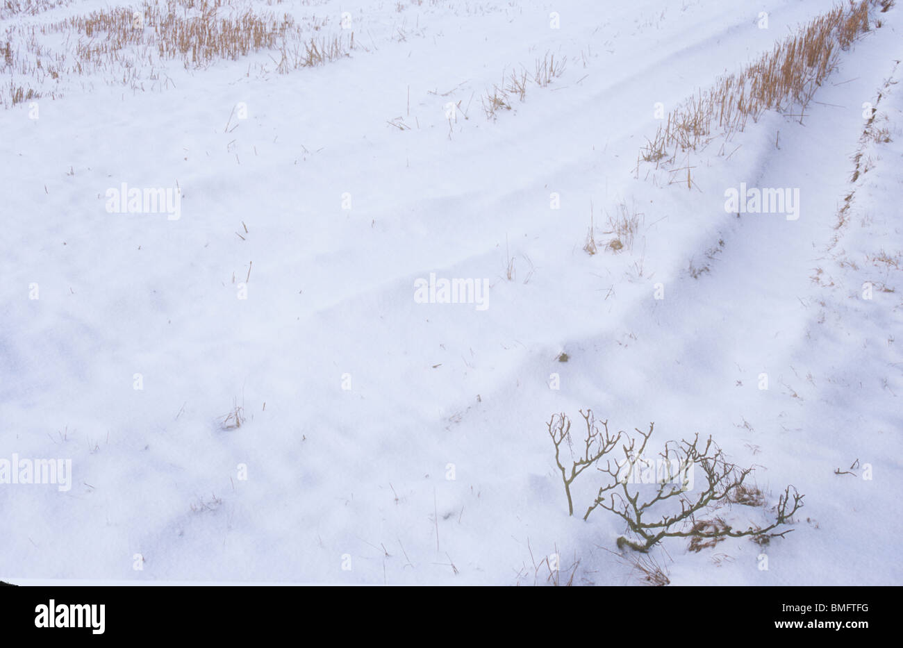 Detail of corner of field covered in snow through which dried golden ...