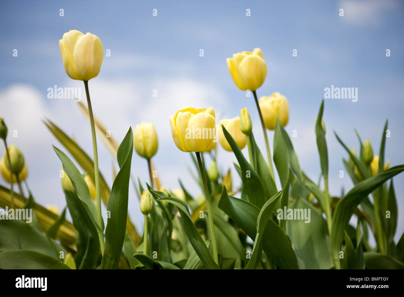 A group of pale yellow tulips against a blue sky Stock Photo - Alamy