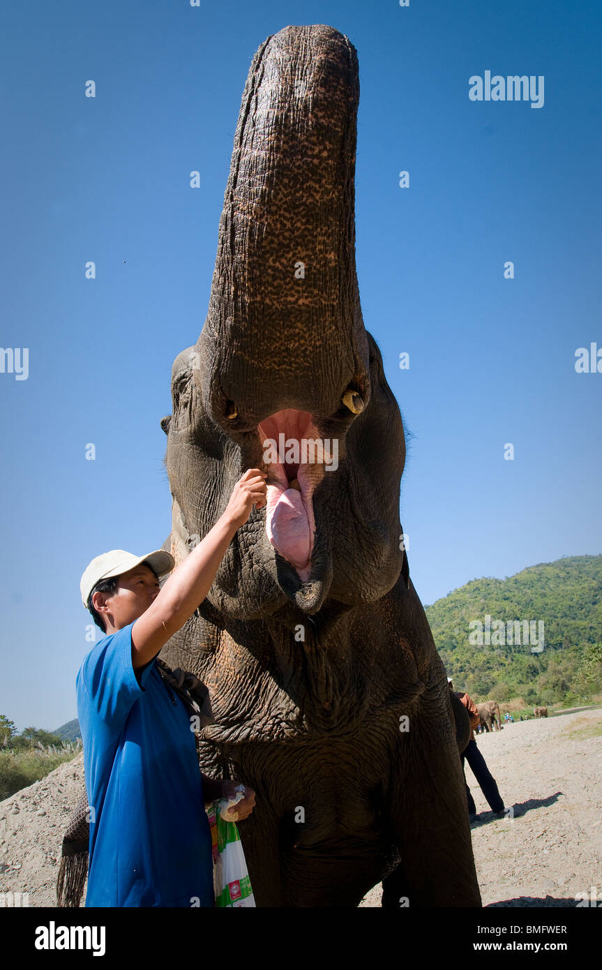 THAILAND, NORTH OF CHIANG MAI: Lek's elephant farm for rescued ...