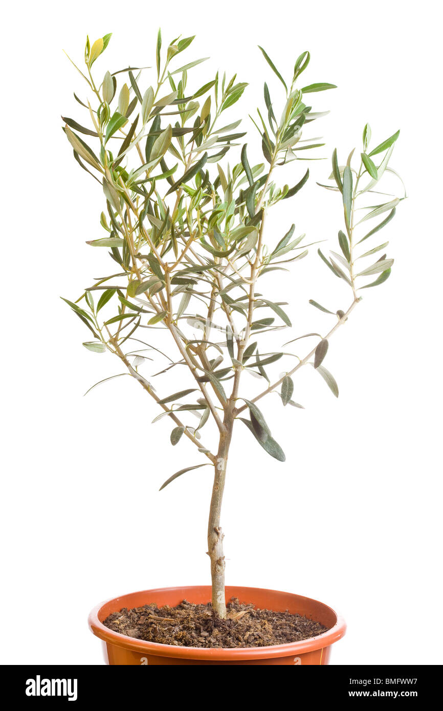 image of a little tree isolated over a white background with a protect ...