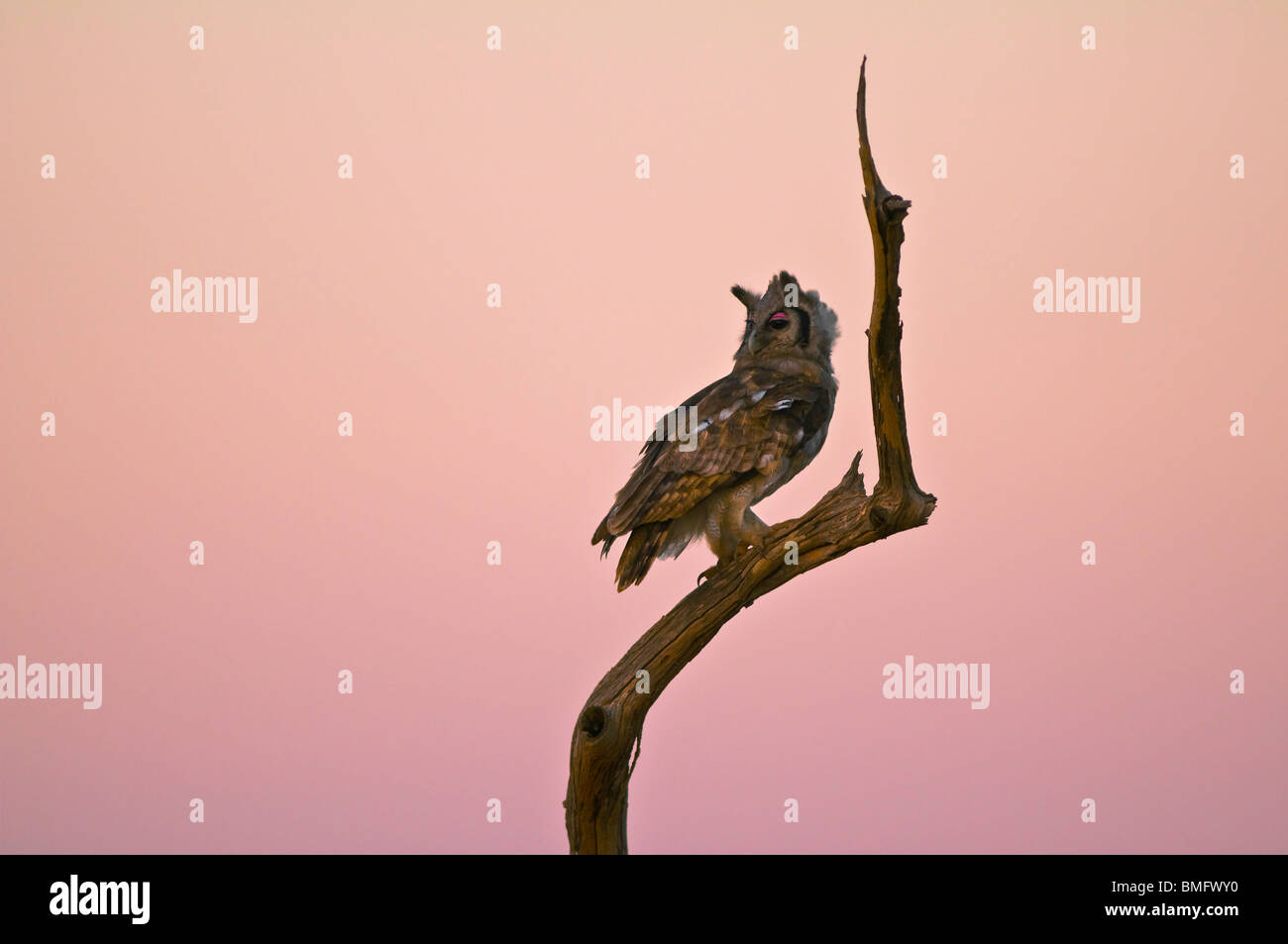 Verreaux's Eagle Owl (Bubo lacteus) or Giant Eagle Owl adult resting on ...