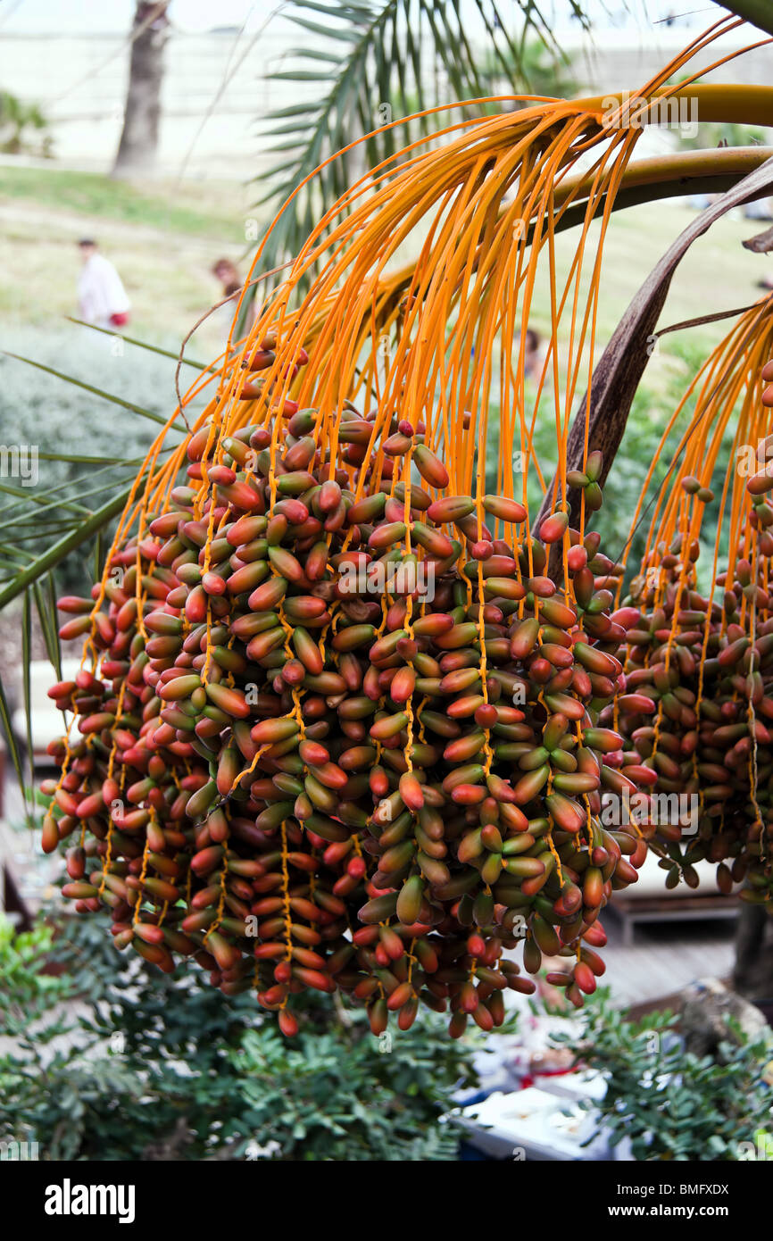 Dates on a date tree Stock Photo - Alamy