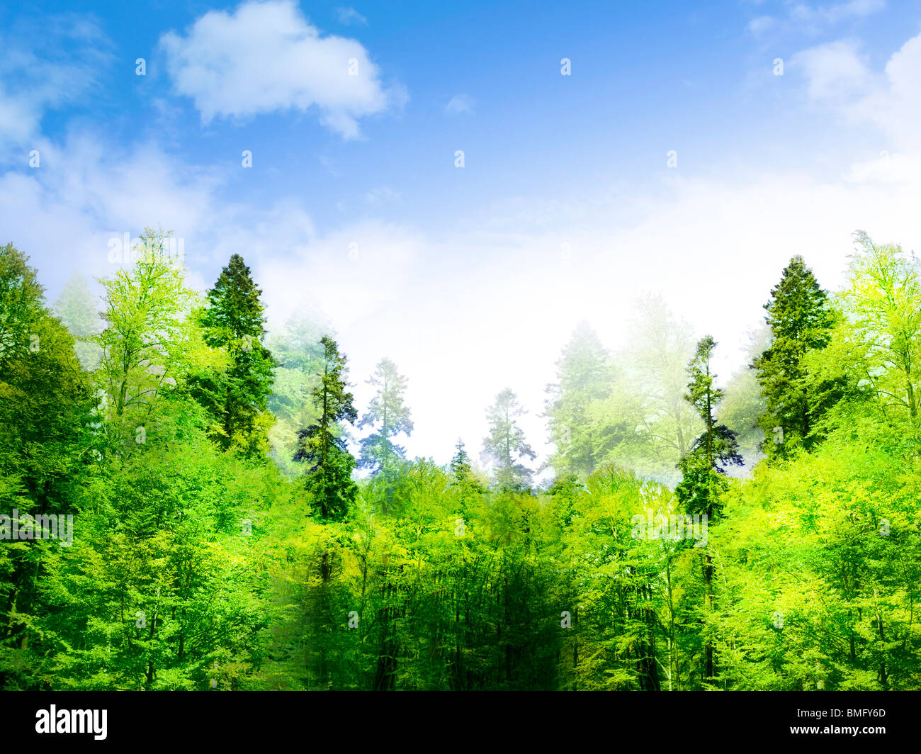 Green forest landscape Stock Photo - Alamy