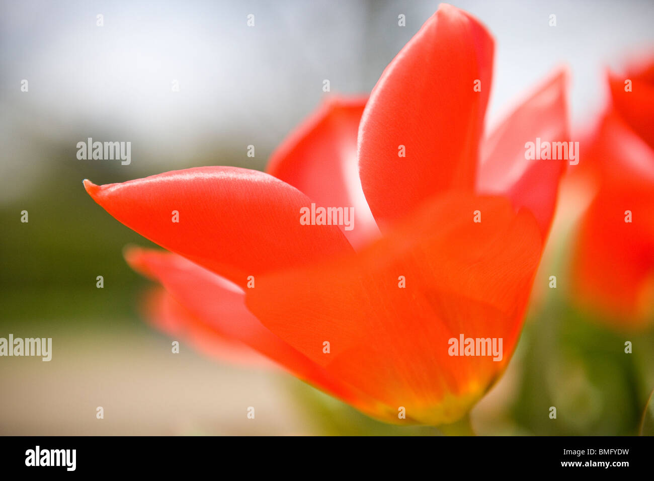 A red tulip in full bloom Stock Photo - Alamy
