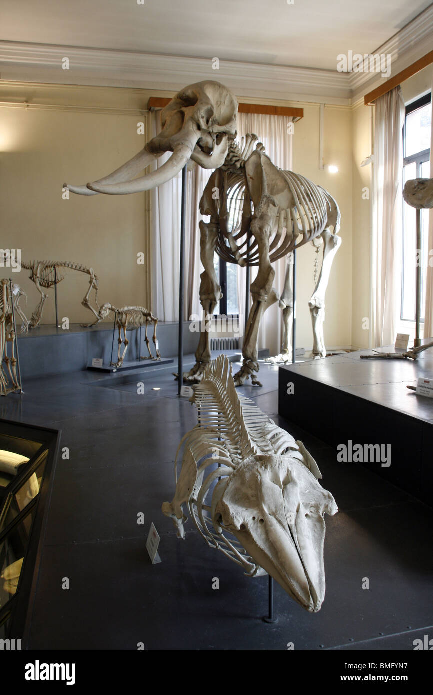 Skeleton porpoise hi-res stock photography and images - Alamy