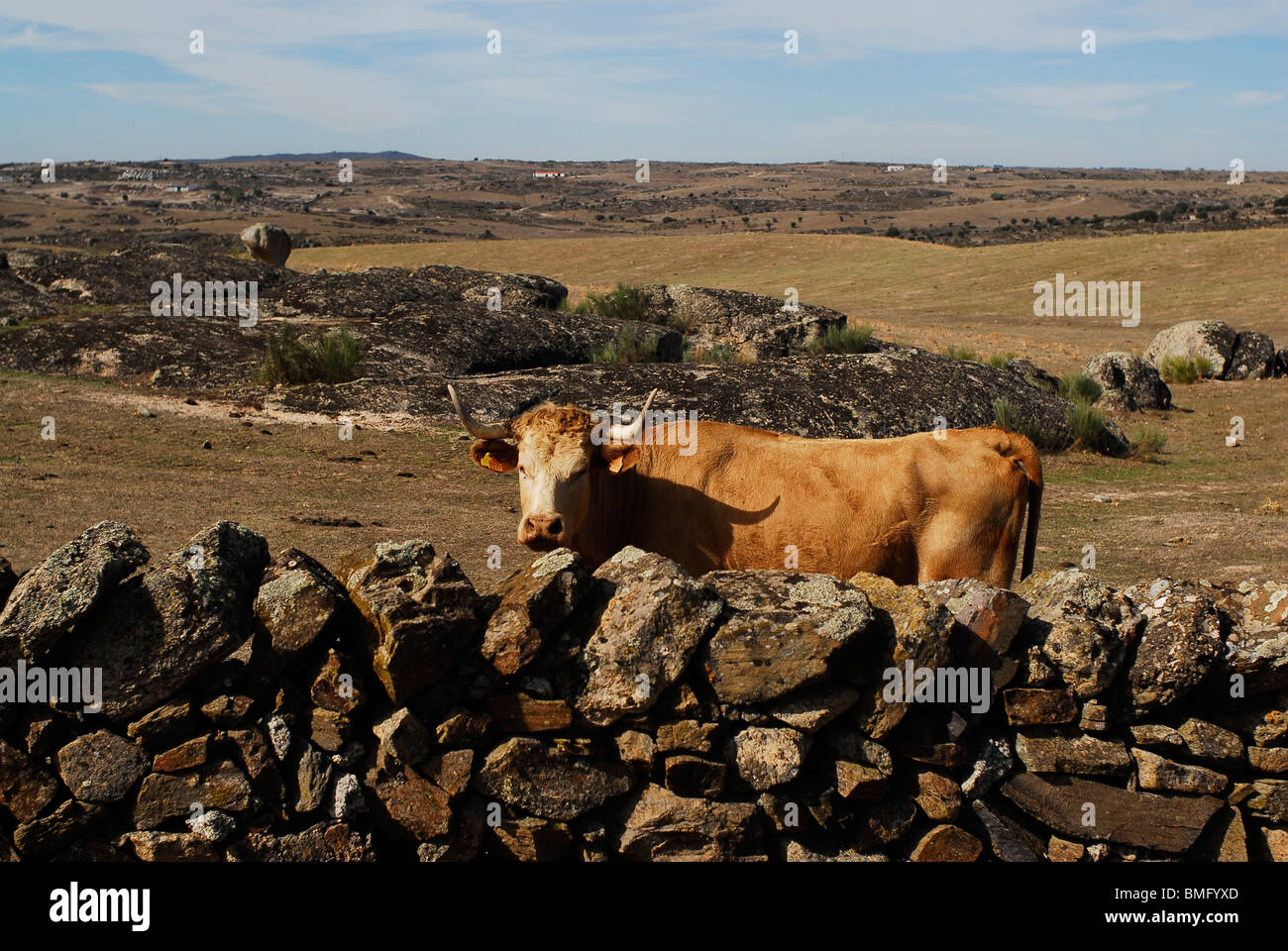 Iberian cow hi-res stock photography and images - Alamy