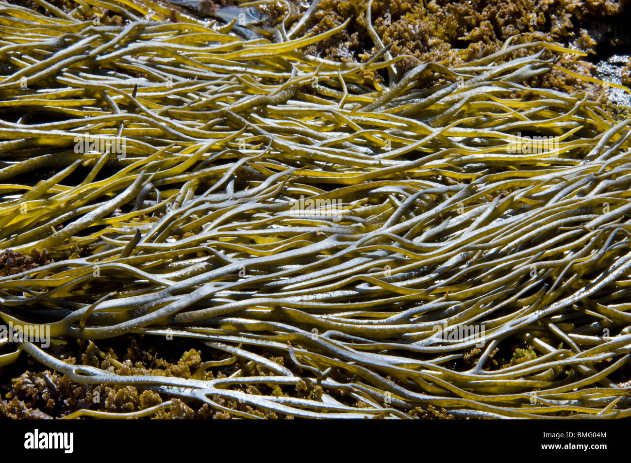 Bootlace seaweed Chorda filum Craster coast at low tide Northumberland ...