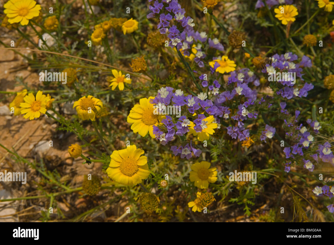 Cyprus Paphos, pafos, beach, spring flowers Stock Photo - Alamy