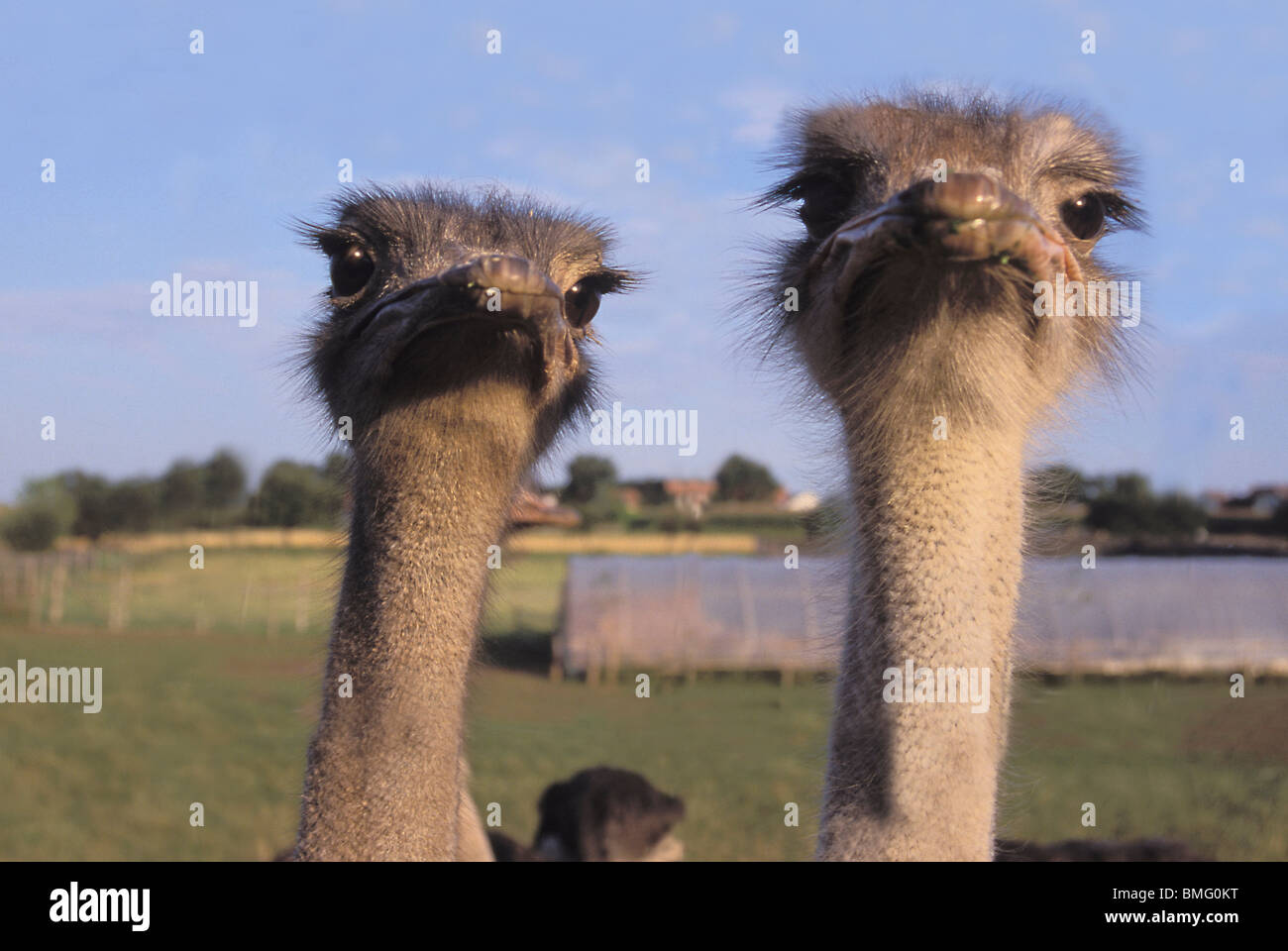 Ostrich figure hi-res stock photography and images - Alamy