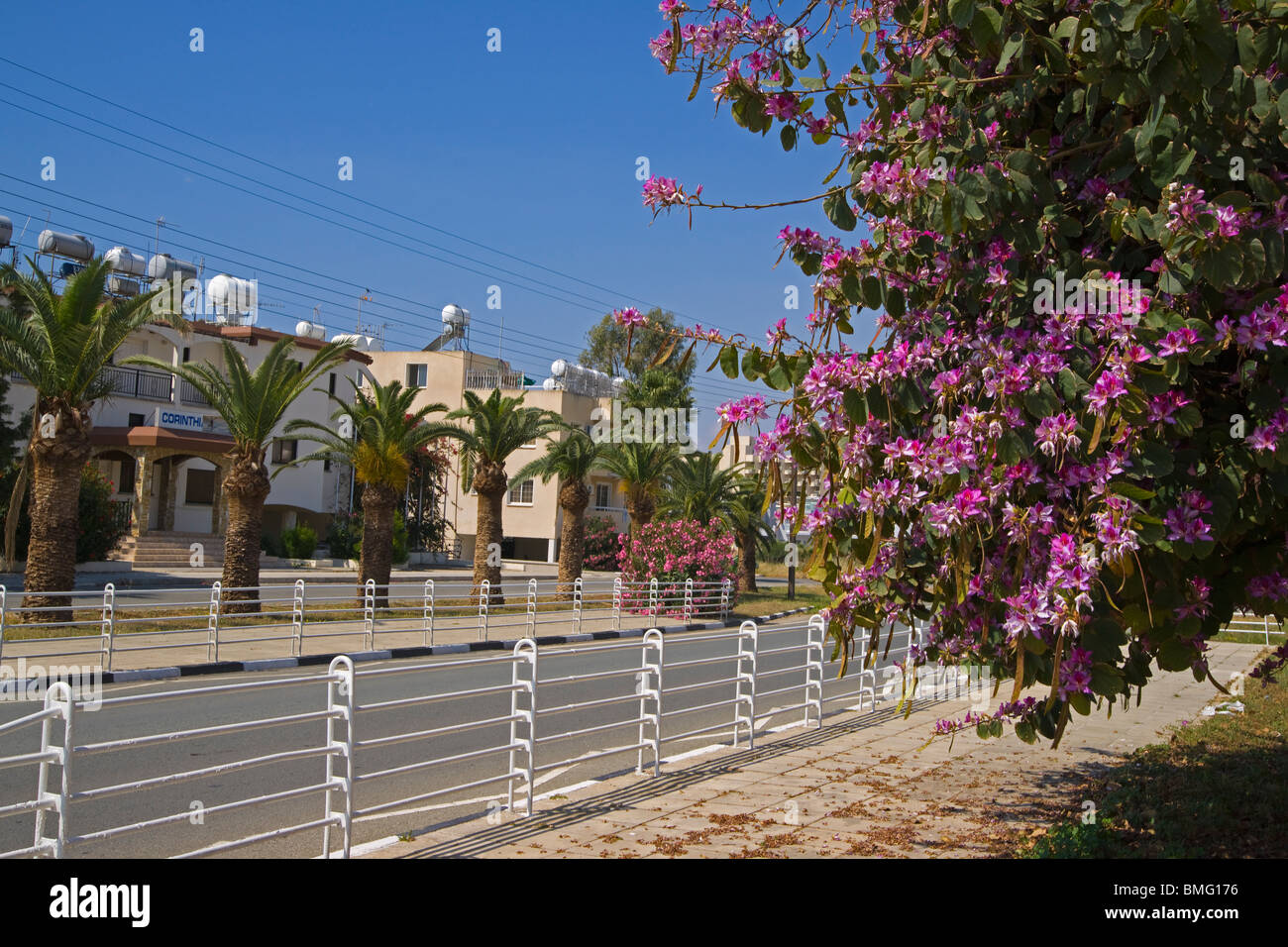 flowering roadside pink blossom bougainvillea, May, Larnaka, Cyprus ...