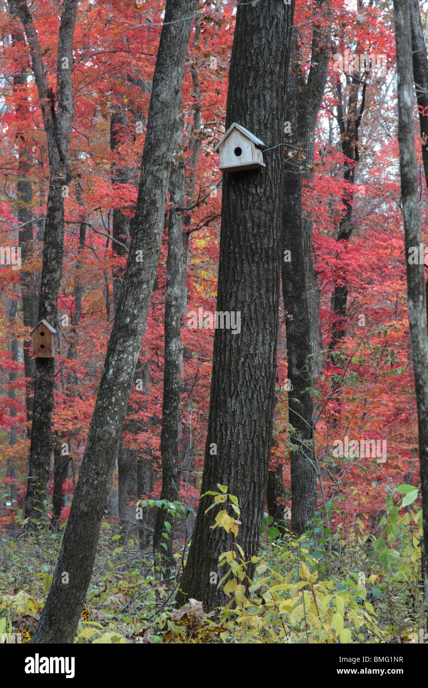 Red Maple trees at fall, Hongshi National Forest Park, Huadian, Jilin ...