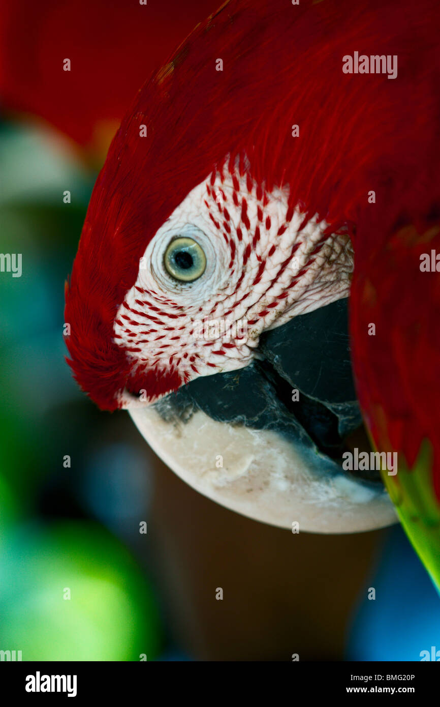 Parrot profile hi-res stock photography and images - Alamy