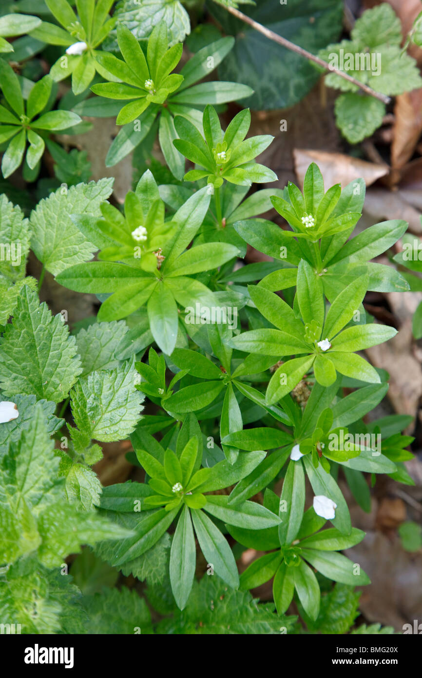 Woodruff hi-res stock photography and images - Alamy