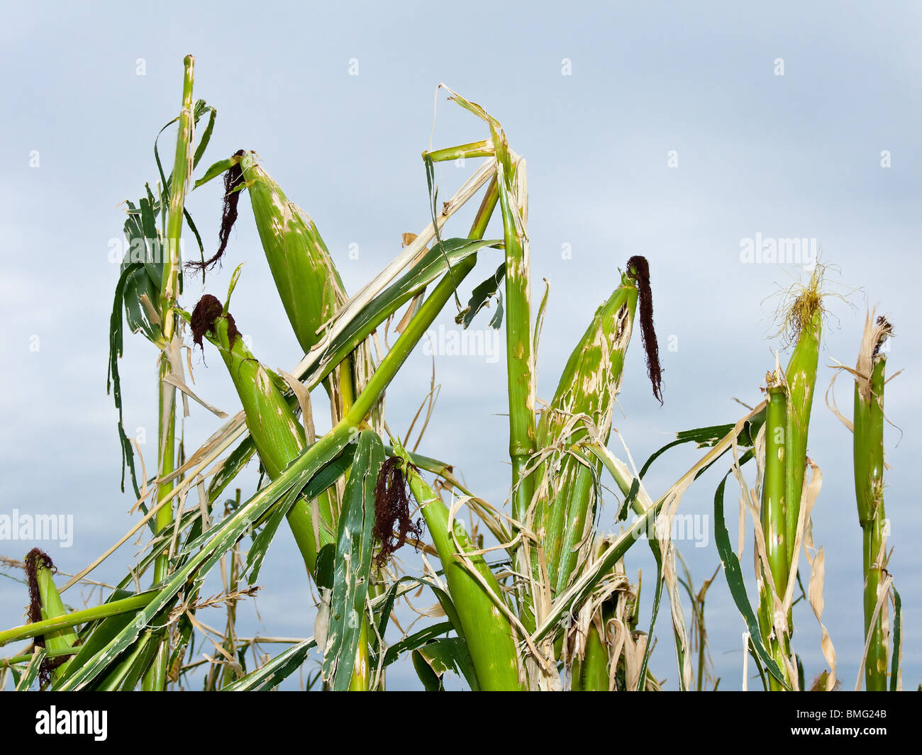 Hail damage. Bent corn after hail on a cornfield Stock Photo - Alamy