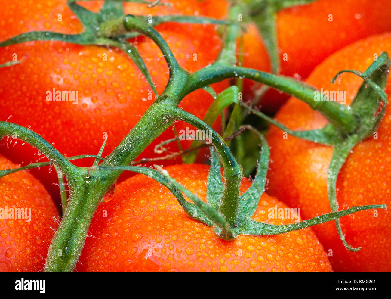 Vine Ripened Tomatoes Stock Photo - Alamy