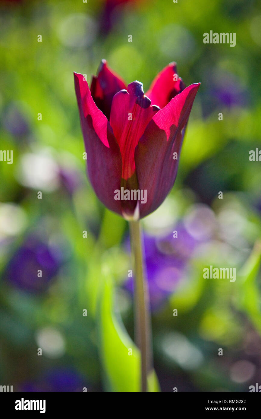 Purple tulip in full bloom hi-res stock photography and images - Alamy