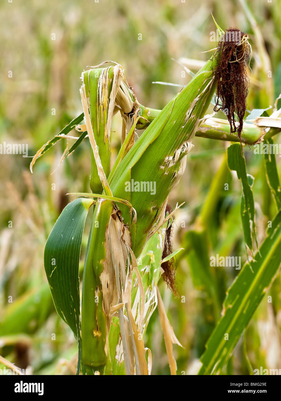 Hail damage crops hi-res stock photography and images - Alamy