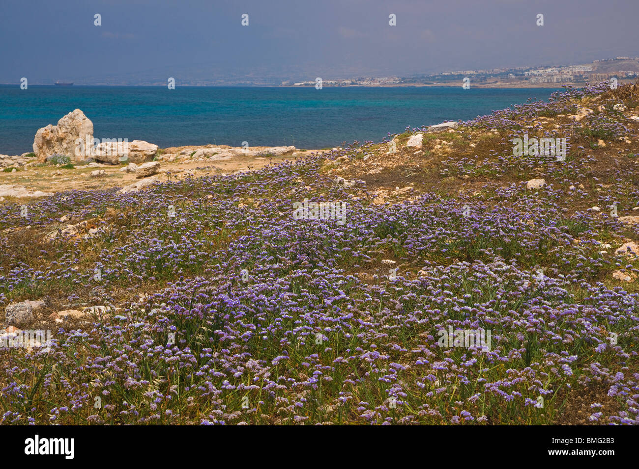 Cyprus Paphos, pafos, beach, spring flowers Stock Photo - Alamy