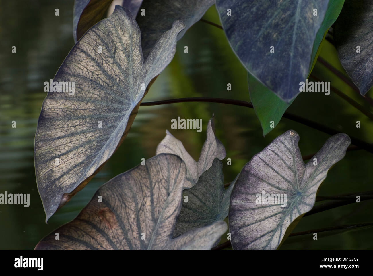Colocasia esculenta (Black Magic Stock Photo - Alamy