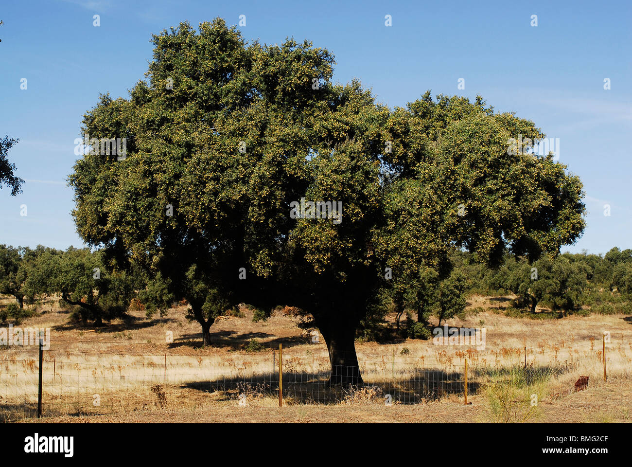 Encina en la provincia de Caceres. Extremadura, España. Holm oak tree ...
