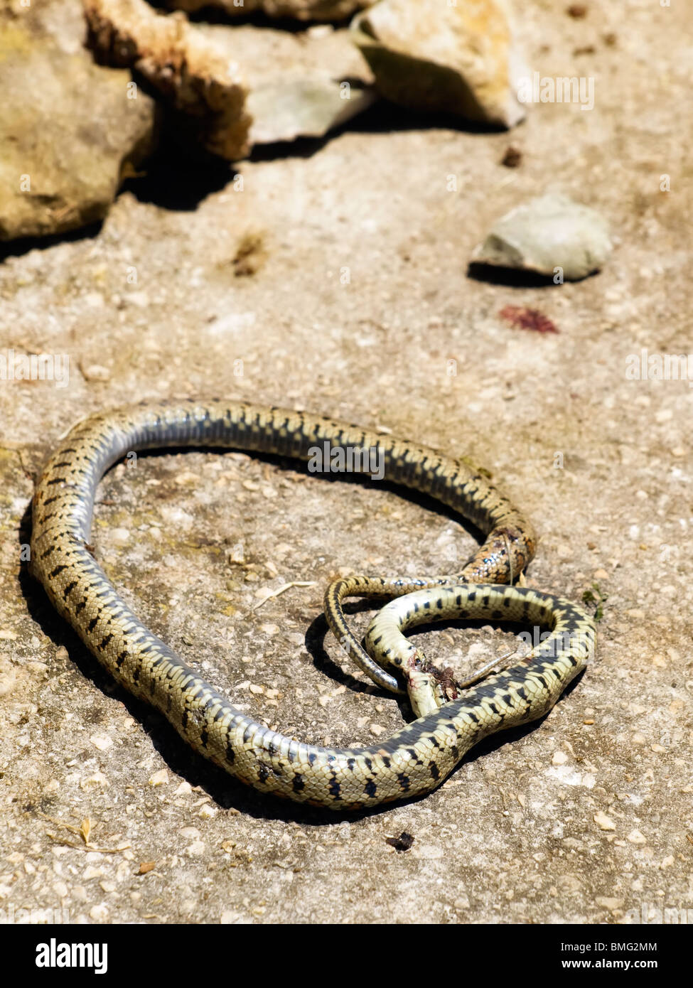 Fear Of Snakes Quotes