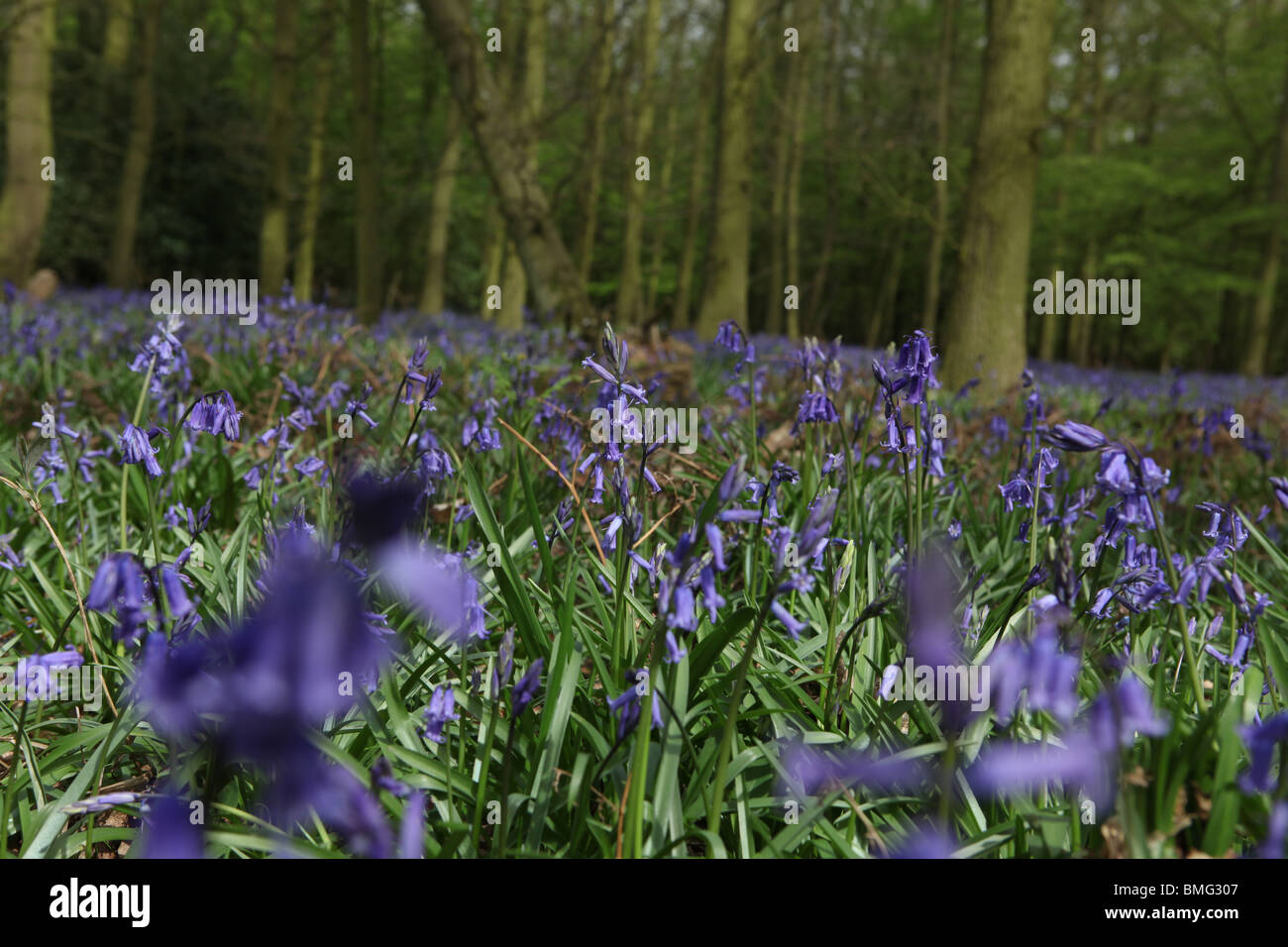 bluebells bluebell flowers in spring in a forrest in the english ...