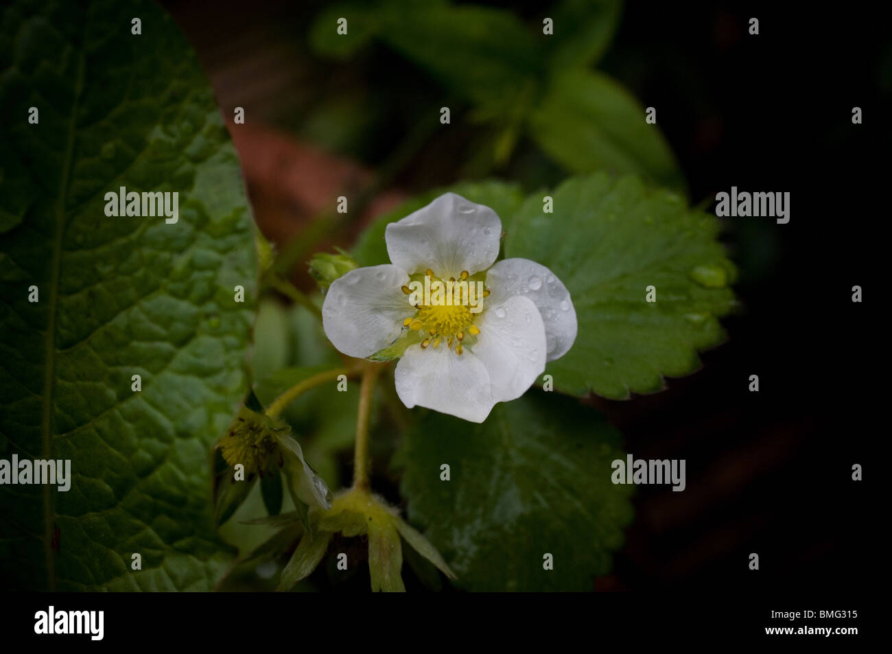 Flowering Strawberry Plant Stock Photo - Alamy
