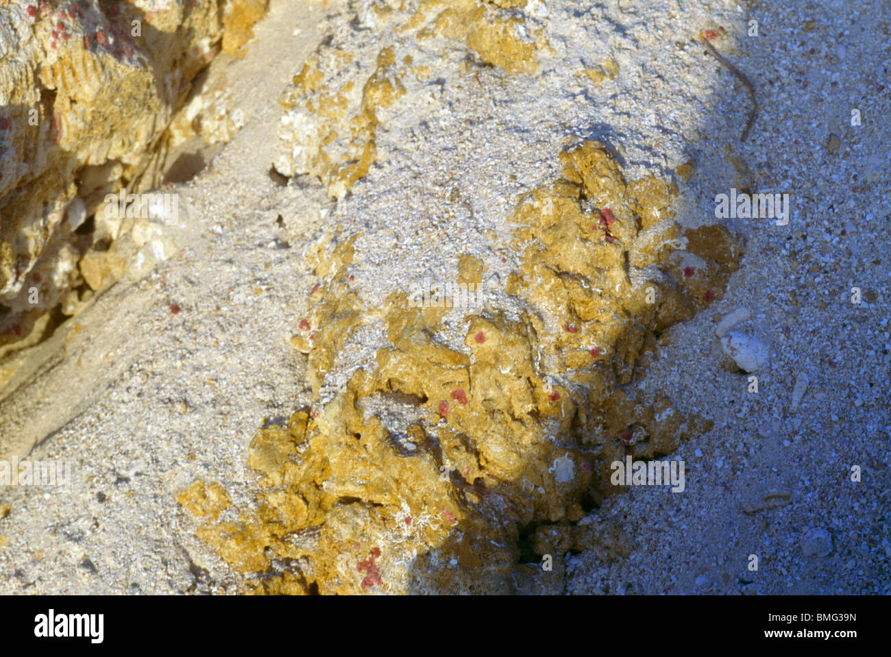 Coral rock hi-res stock photography and images - Alamy