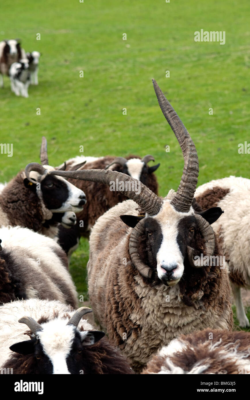 Jacob breed lamb hi-res stock photography and images - Alamy
